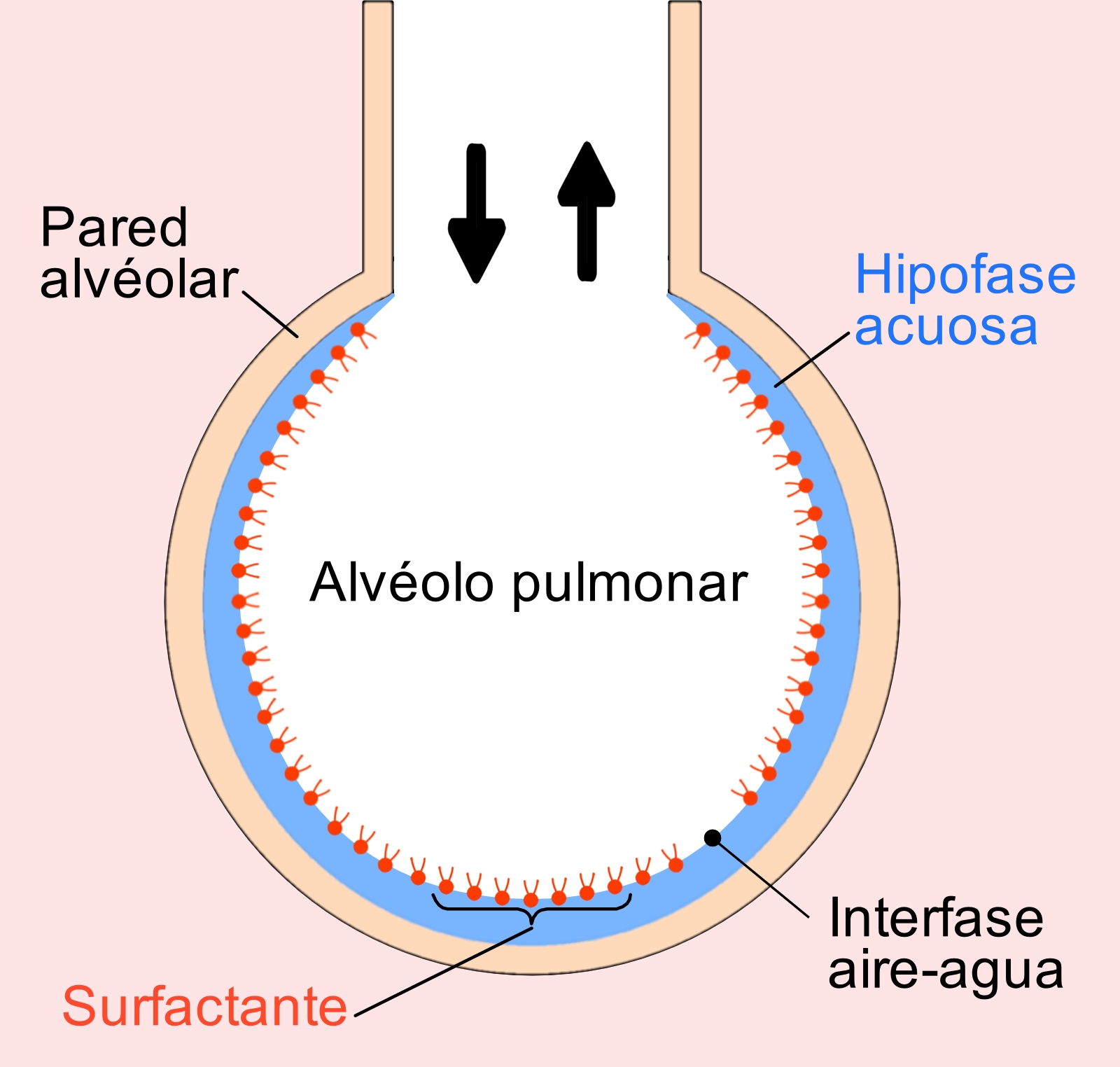 HISTOLOGÍA un enfoque clínico: FISIOLOGÍA RESPIRATORIA 1: VENTILACIÓN ...