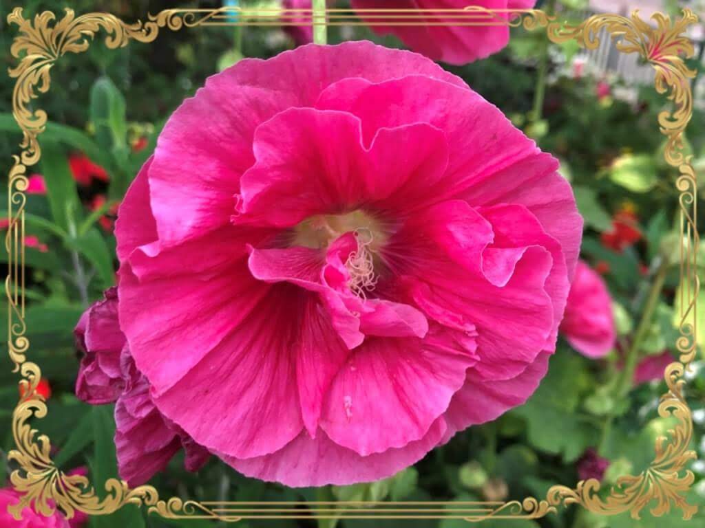 DIVAGAR SOBRE TUDO UM POUCO - Poemas, Flores, Pinturas, Férias: 🌺 A ...