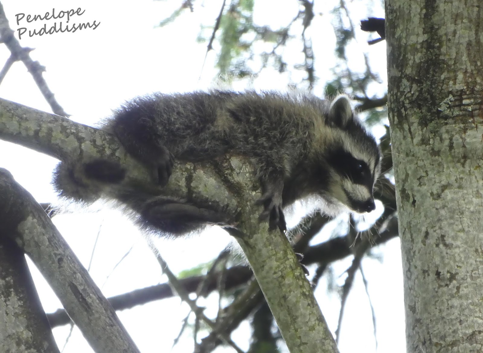 The Raccoon Climbing Brigade