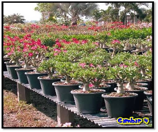 Naimatunisa: Adenium