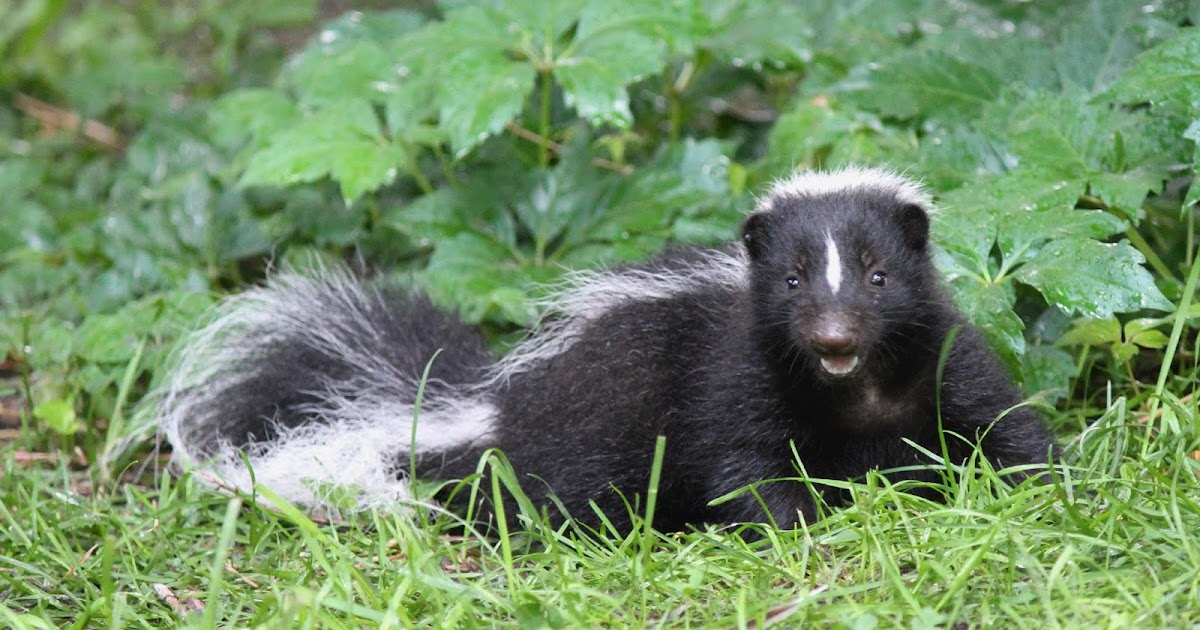 Rob and the Animals: Skunk City 2020