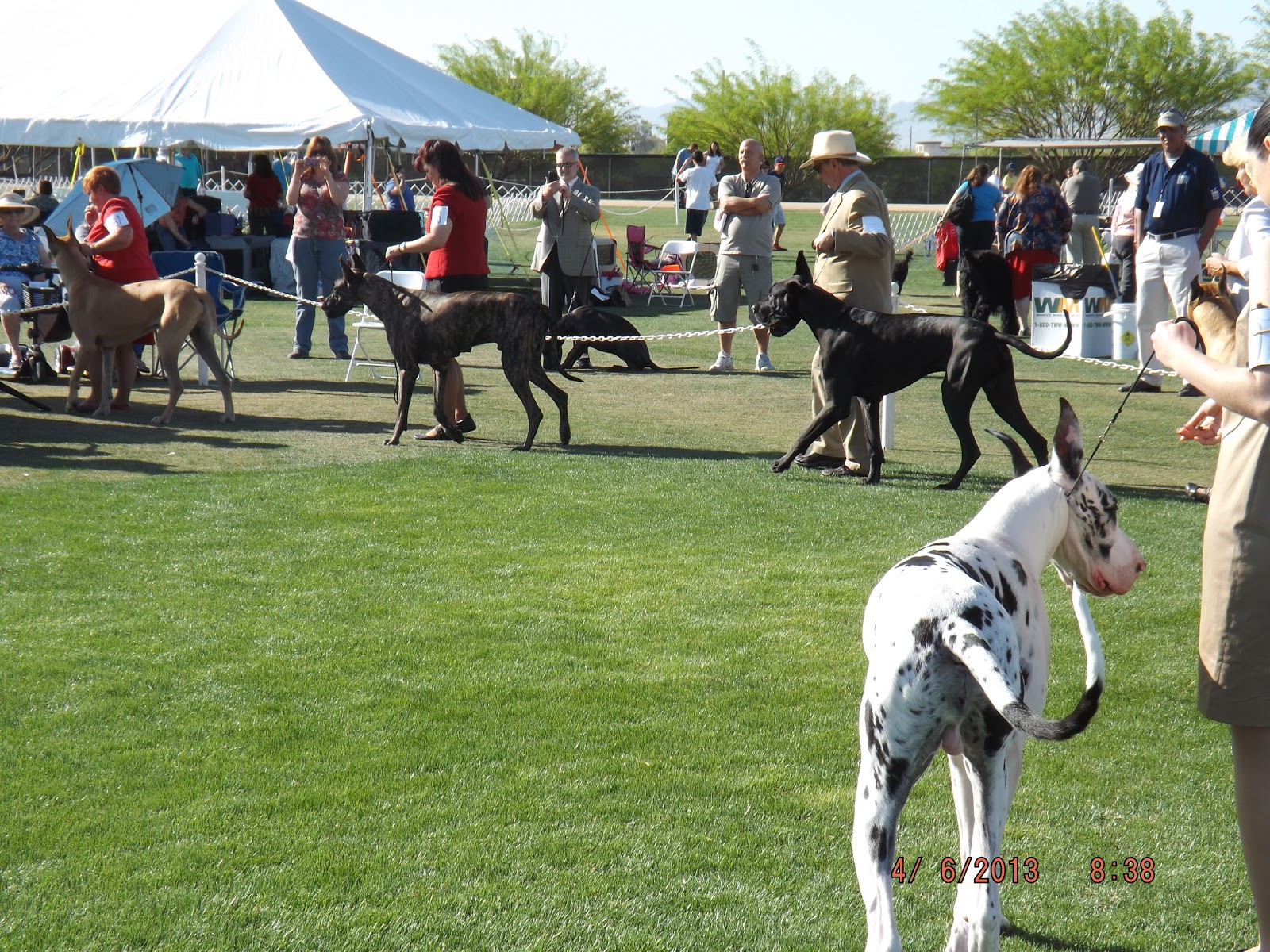 Up to Speed: Kachina Kennel Dog Show Sprin 2013