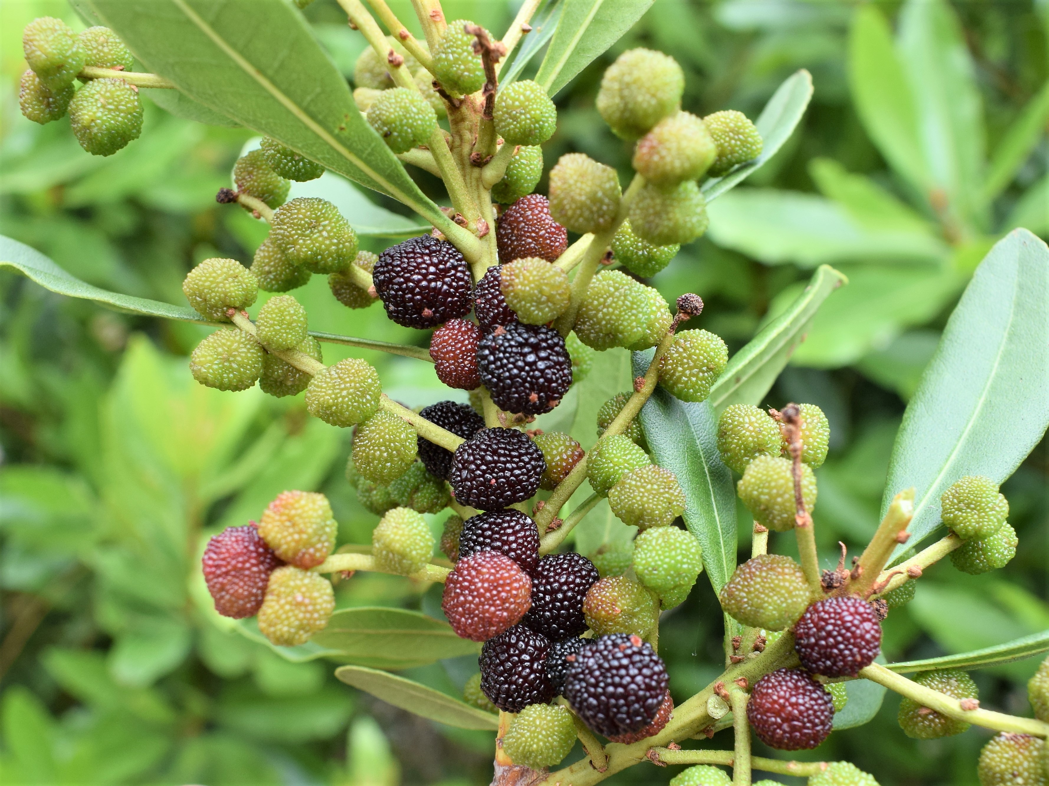 Plantas: Beleza e Diversidade: Faia-da-terra (Myrica faya)
