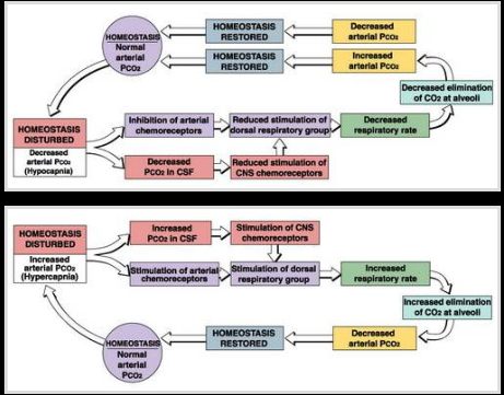 Homeostasis Dan Hemodinamik Keperawatan | world health