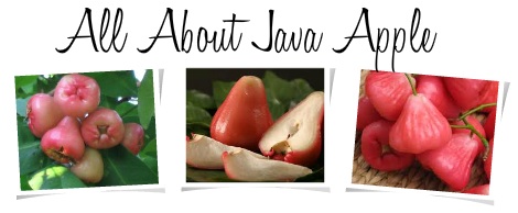 The Earth of India: All About Java Apple Fruit in India