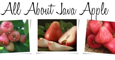 The Earth of India: All About Java Apple Fruit in India