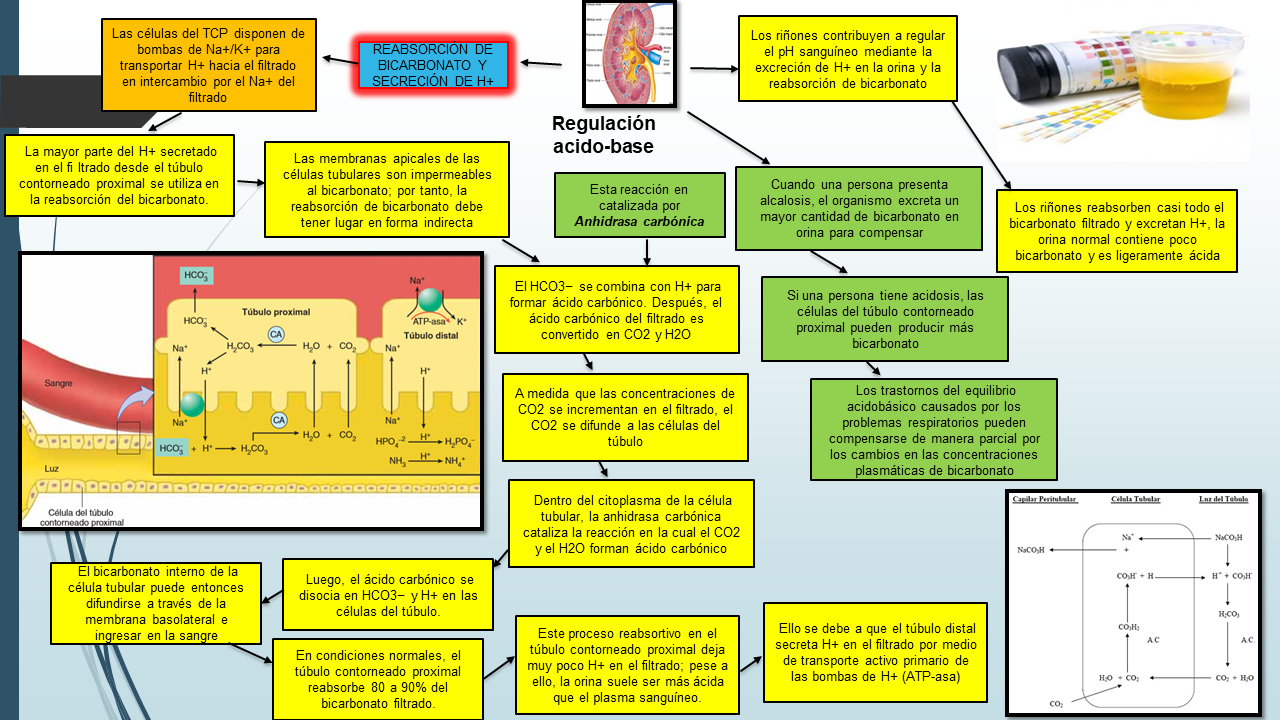 BLOG DE FISIOLOGÍA MEDICA DE JAVIER BELTRAN 2019: EQUILIBRIO ...