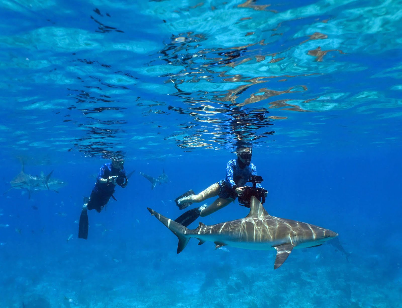 THE ADVENTURES OF SHARK GIRL : Big Win for Sharks