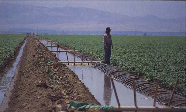 Sustainable Ag: A View from the Field: Cotton Plants Getting Ready for ...