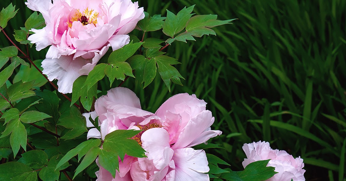 FROM THE GARDEN OF ZEN: Botan (Paeonia suffruticosa) flowers: Engaku-ji