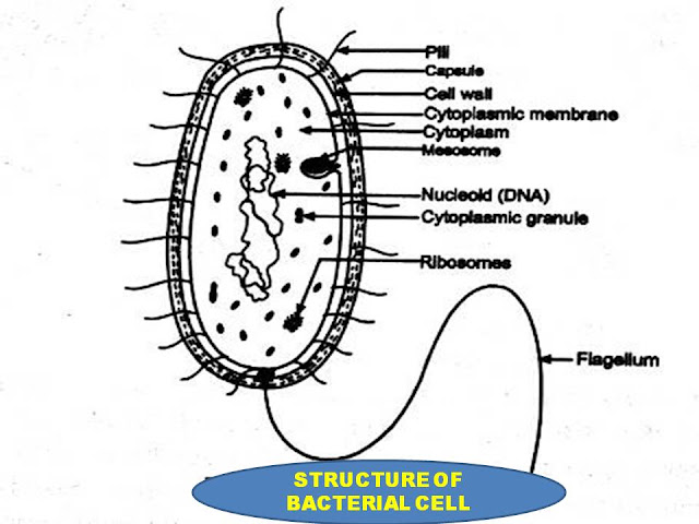 ULTRA-STRUCTURE OF BACTERIA (MICROBIOLOGY NOTES)(SECOND YEAR B.PHARMACY ...