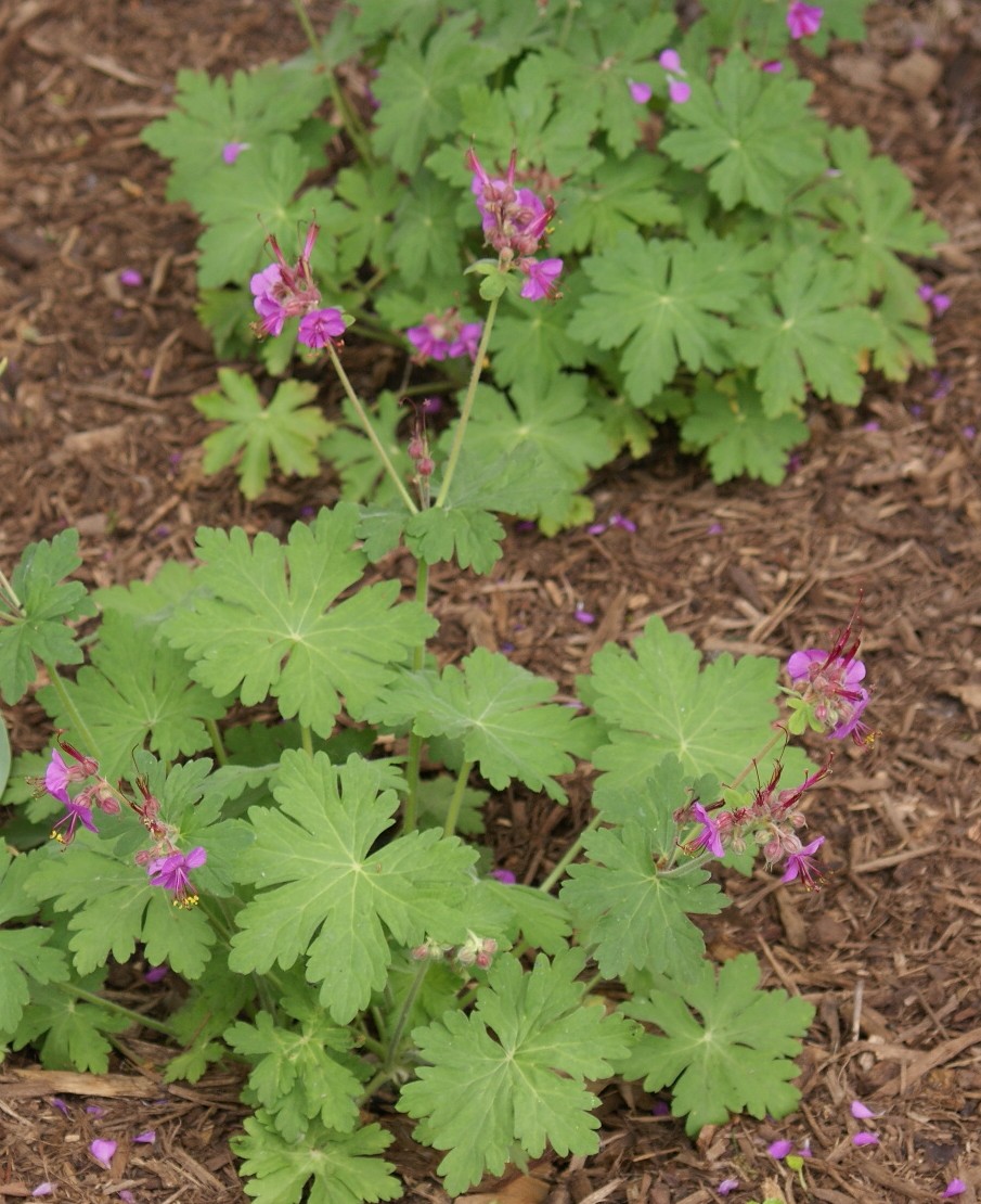 Visit My Garden: Hardy Geraniums (Cranesbill)