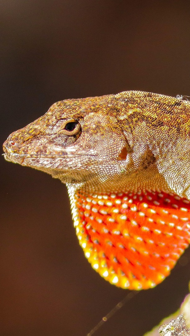 Male brown anole lizard - About Wild Animals