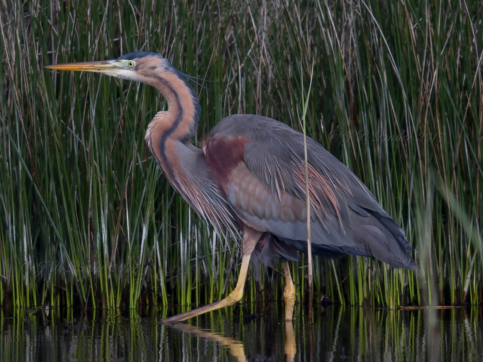 Joe Pender Wildlife Photography: Adult Purple Heron