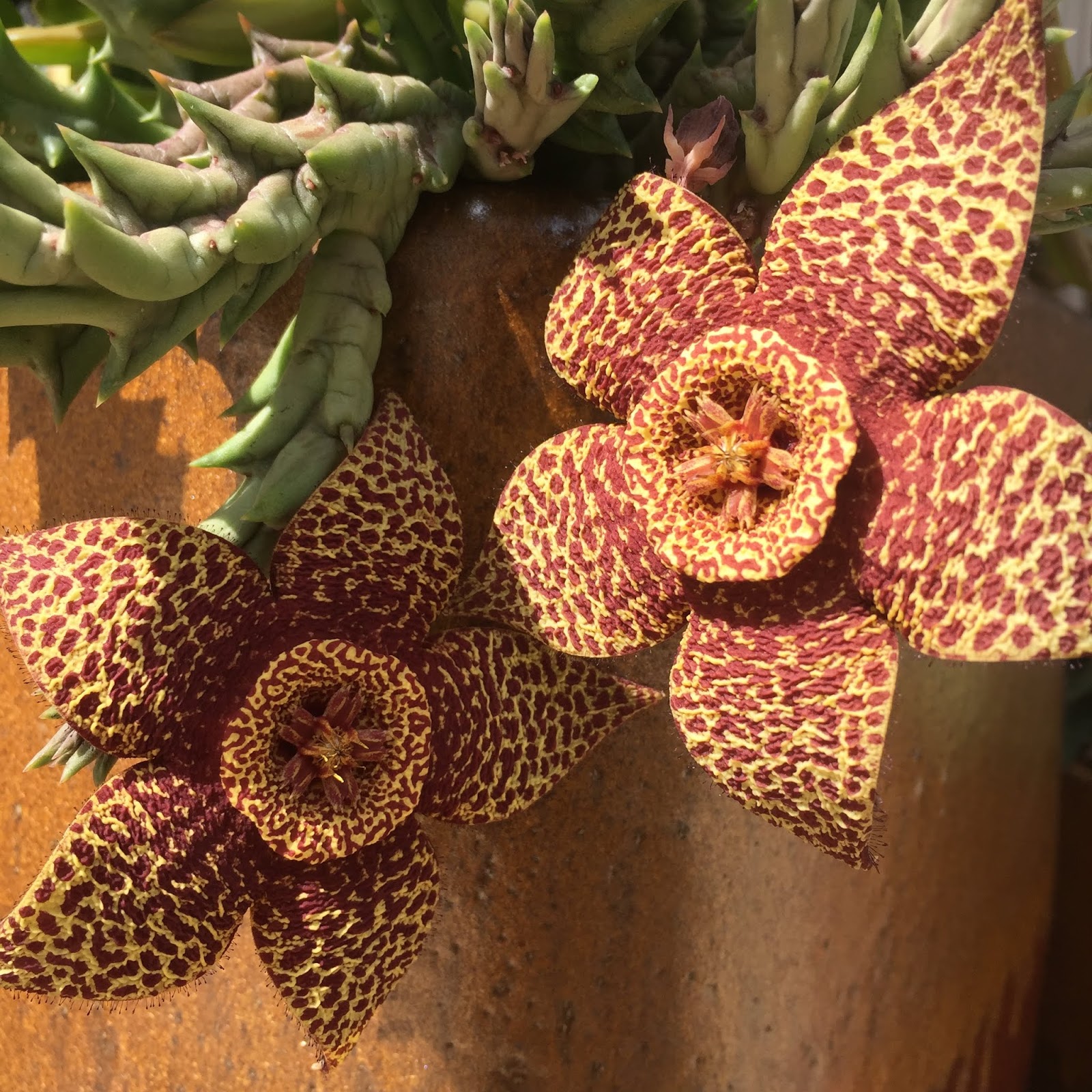 Orbea Succulents = Rewarding Bloomers