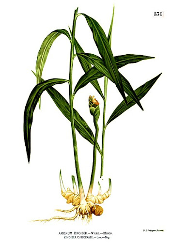 GINGER |ADUWA : अदुवा|