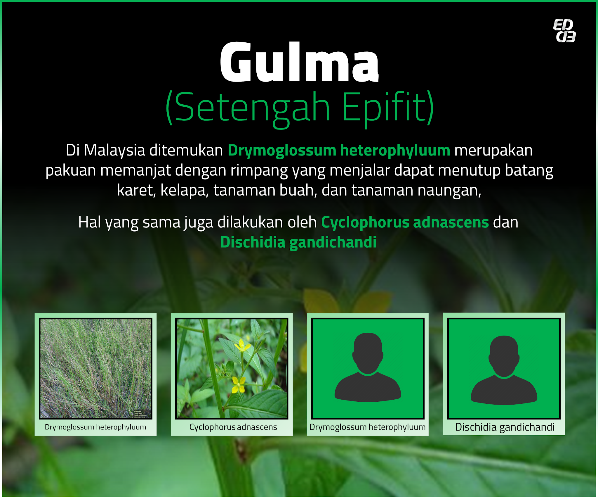 Klasifikasi Gulma dilihat dari Habitatnya