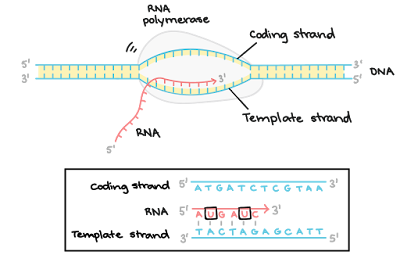 Sintesis Protein, Transkripsi, dan Translasi - EDUBIO