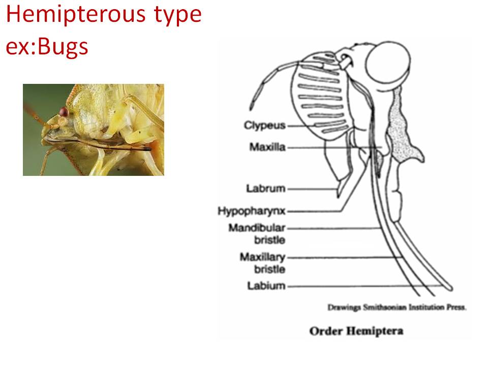 Insect Mouthpart and its modifications