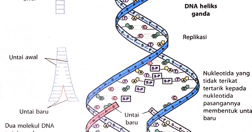 Mengenal Proses Replikasi DNA