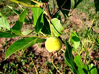 PLANTAS E ERVAS E FRUTOS QUE CURAM: FRUTA GABIROBA