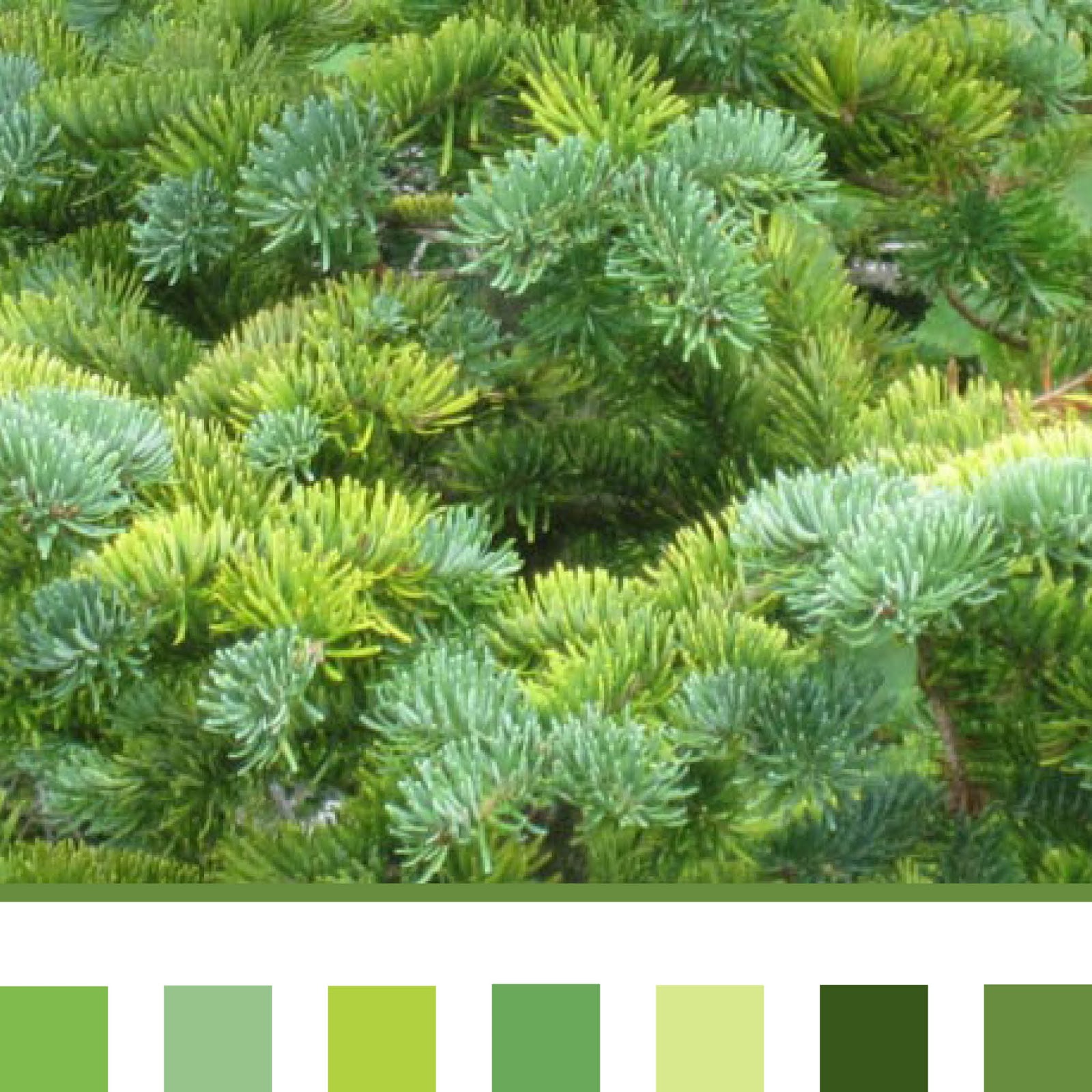 Diane Carnevale: Color inspiration—balsam pine