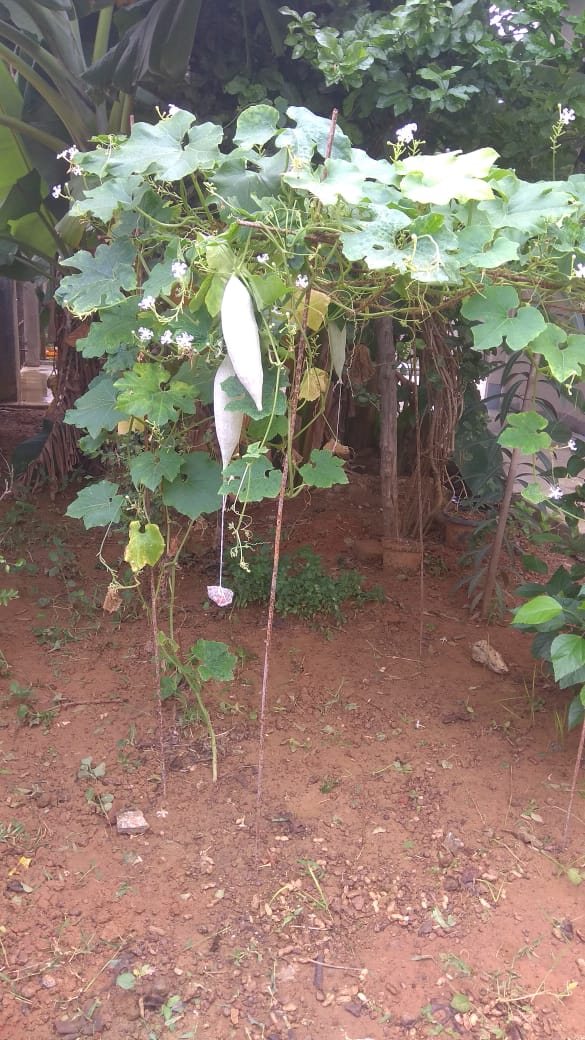 Vasusvegkitchen: Potlakaya pesarapappu kura || snake gourd moong dal ...