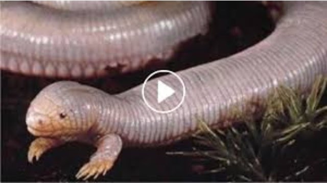 Ya Allah, Dabbah Telah Muncul Di Israel, Binatang Pembawa Tanda ...