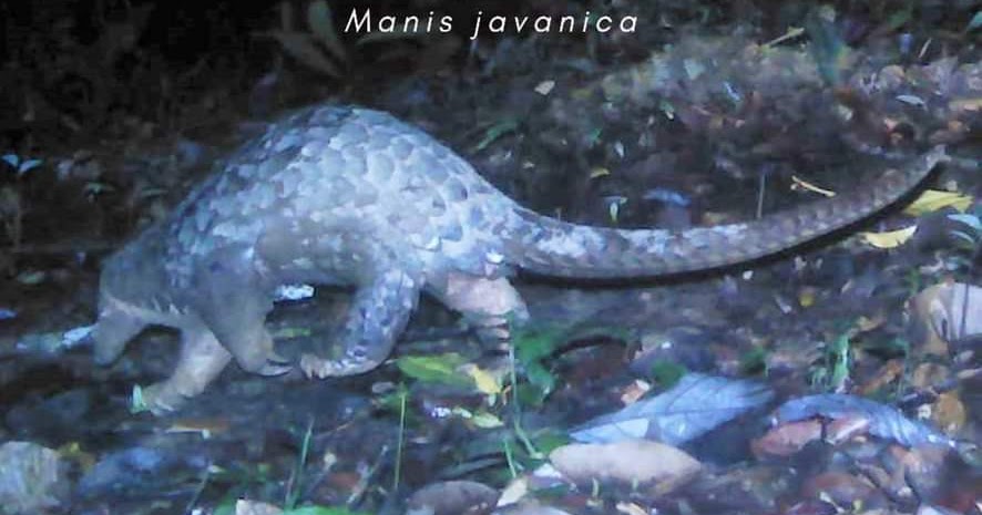 Jom Kenali Tenggiling atau Sunda Pangolin - Layanlah!!! | Berita ...