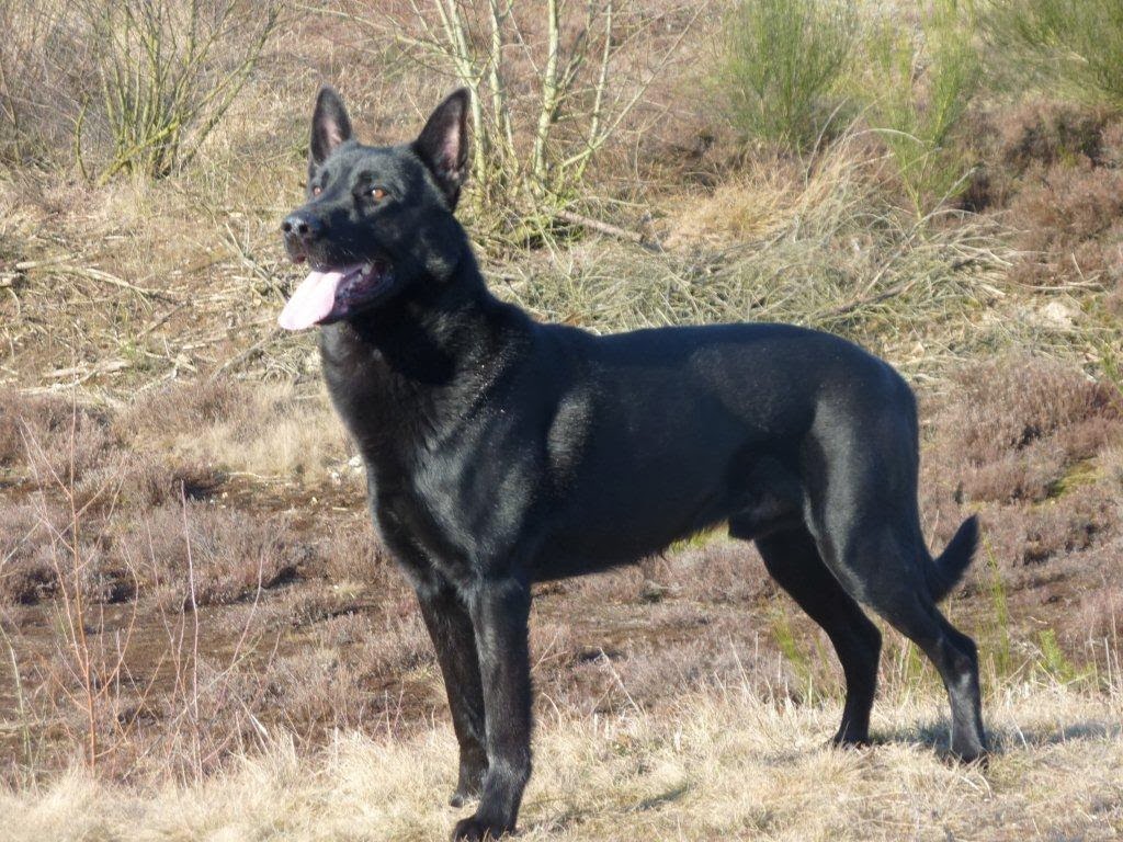 Coronel Von Rohaut: "Le Malinois"