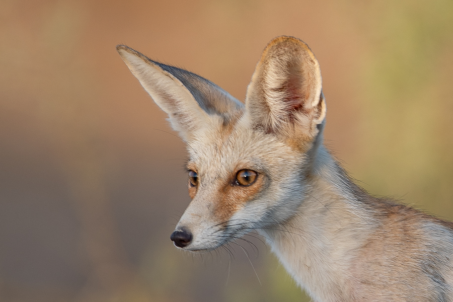 Birds of Saudi Arabia: Arabian Red Fox – Jubail area