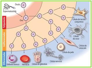 Células Estaminais: O que são células estaminais