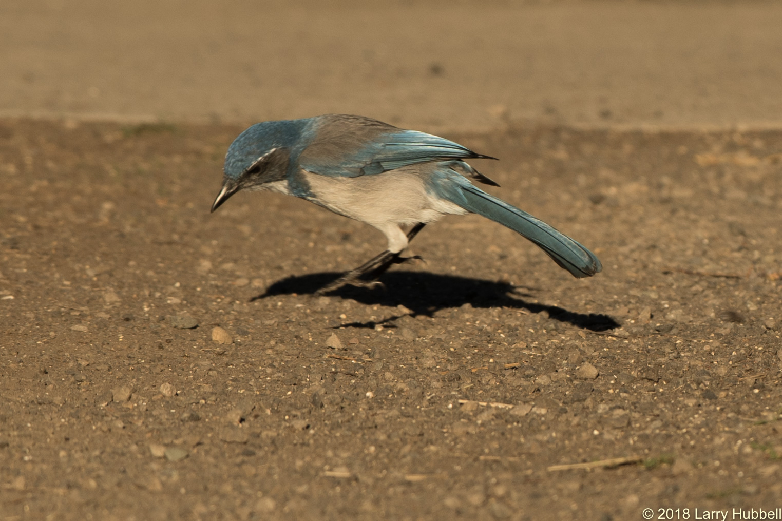 Union Bay Watch : The Blue-Grey Acorn Jay