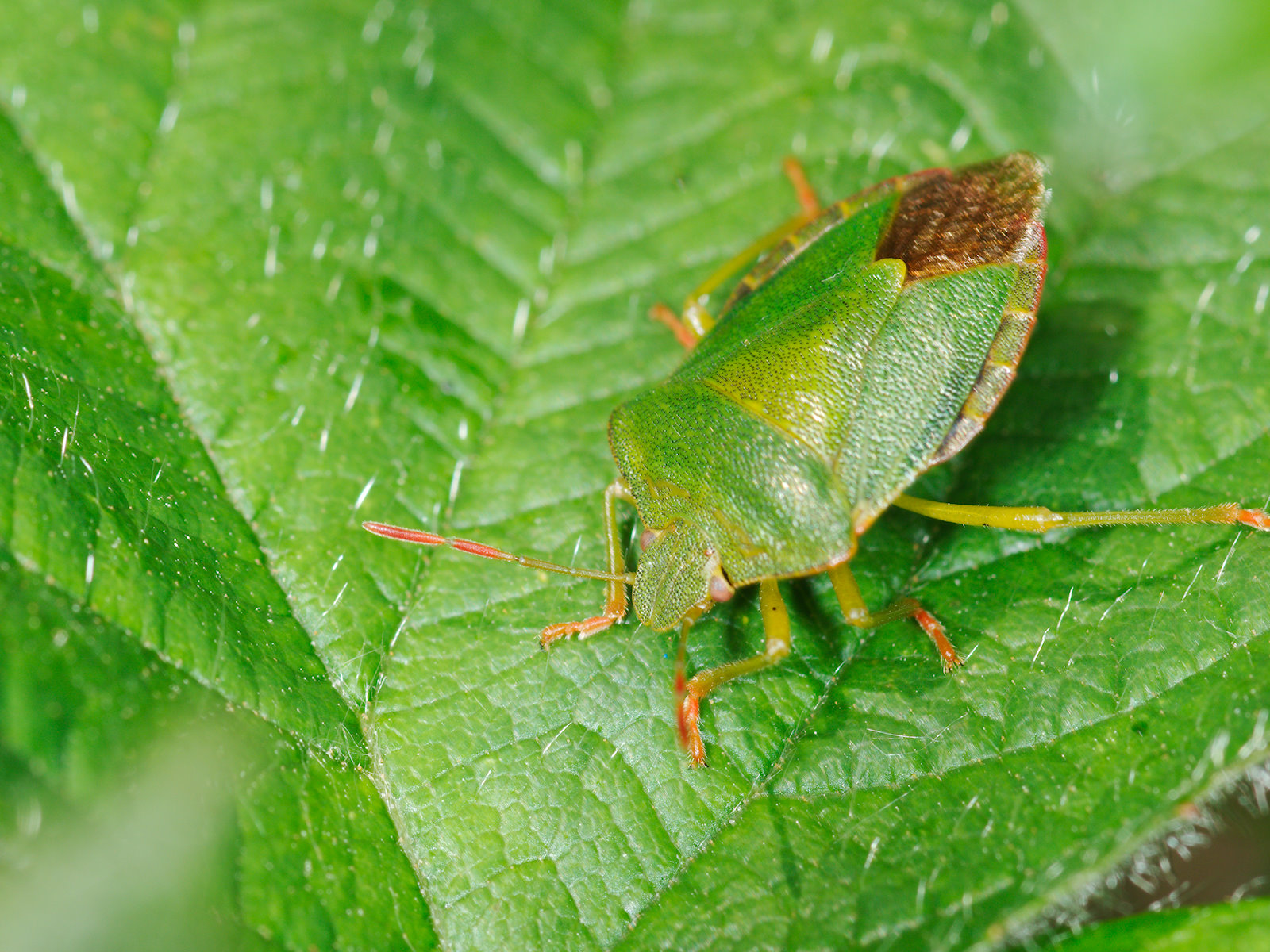 Picofnat: Michael`s Naturfotoblog: Makrofotografie ::: Insekten und ...