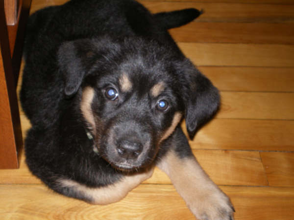 German Shepherd Labrador Retriever | Dog German Shepherds