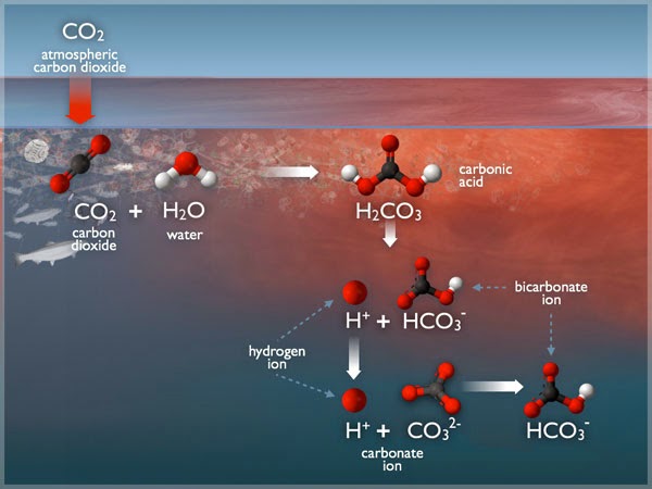 What are the dissolved gases in the sea water? | Wonder Whizkids