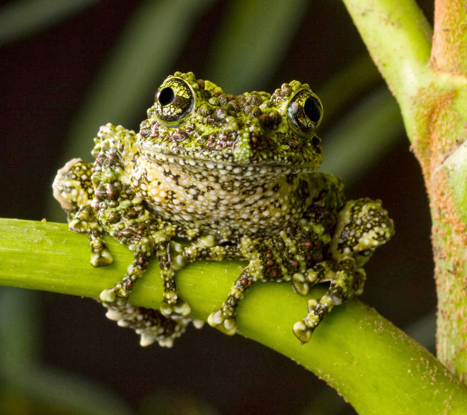 Animals of the world: Vietnamese Mossy Frog