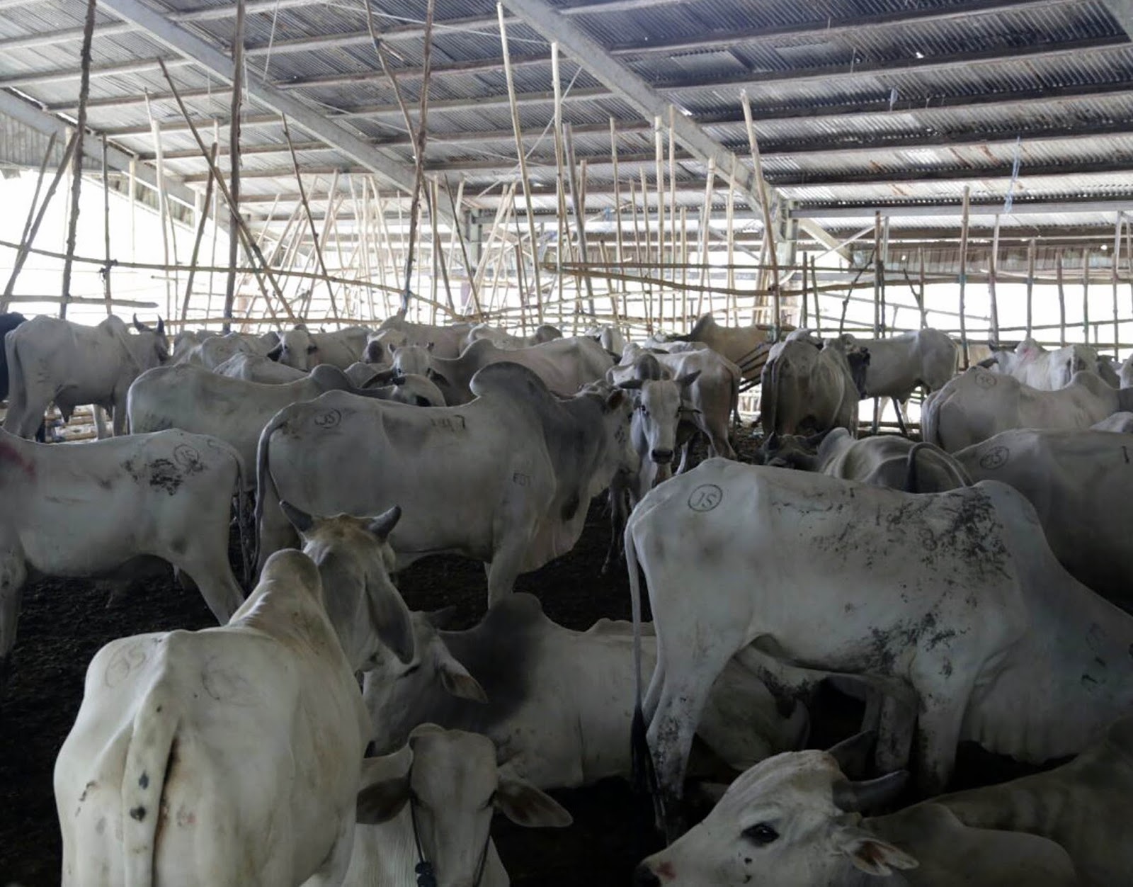 Infovet Agustus 09, 2017