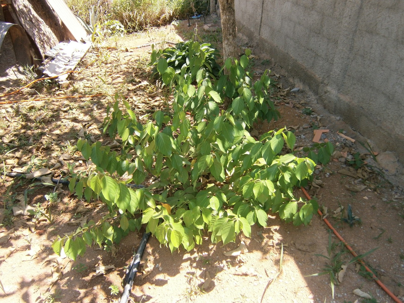 Zelando pela Chacrona e pelo Jagube: Os primeiros Jagubes