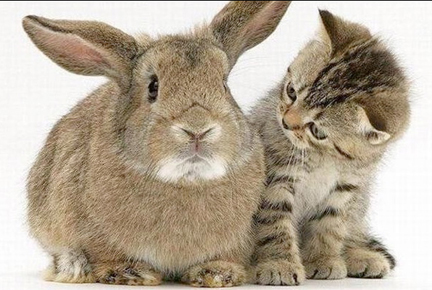 True Book Addict...Books, Cats, and More: Cat Thursday--Rabbit Cat, or ...