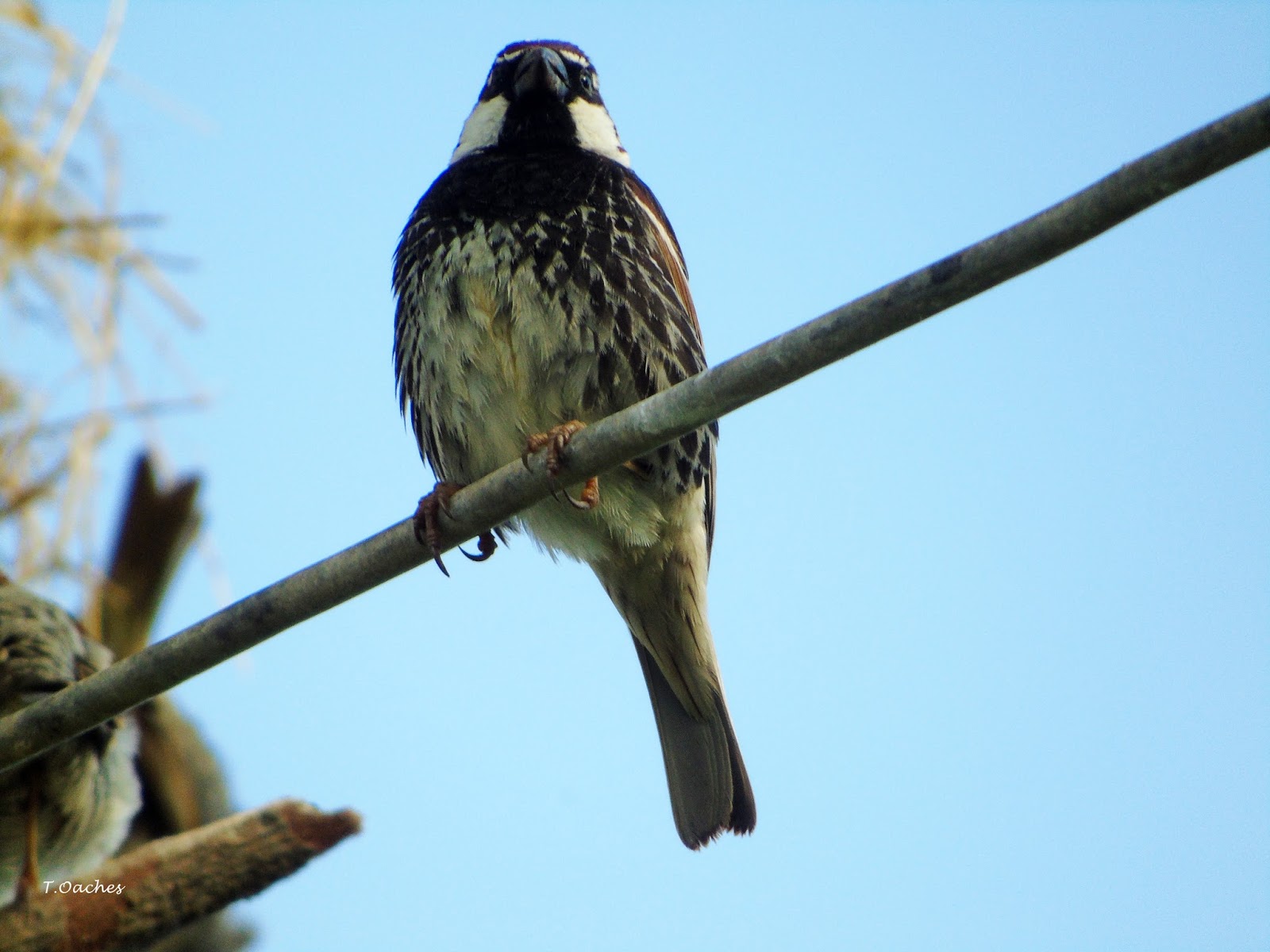 PASARI DIN ROMANIA: VRABIE NEGRICIOASA (2), Passer hispaniolensis