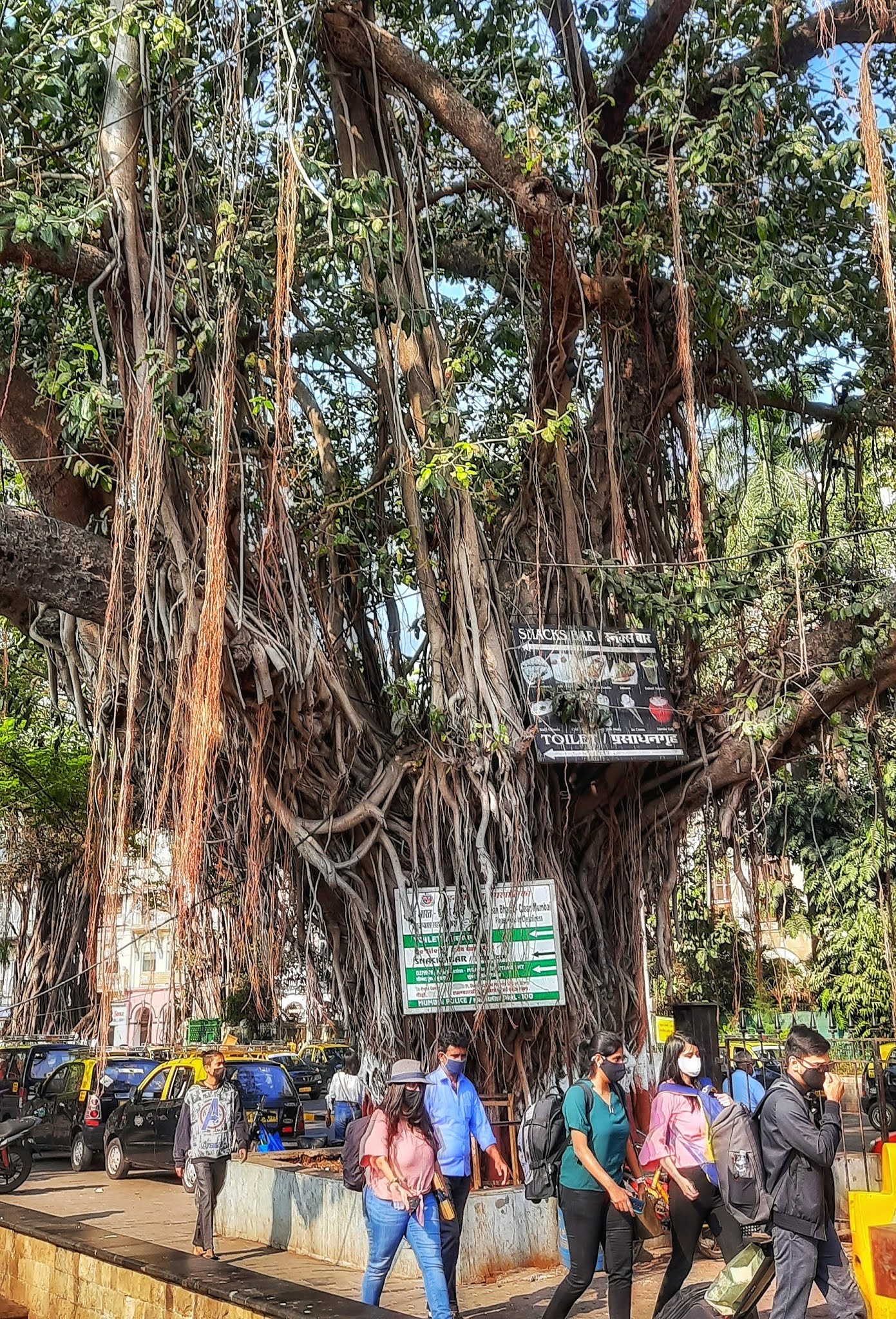 Mumbai Daily: Banyan tree