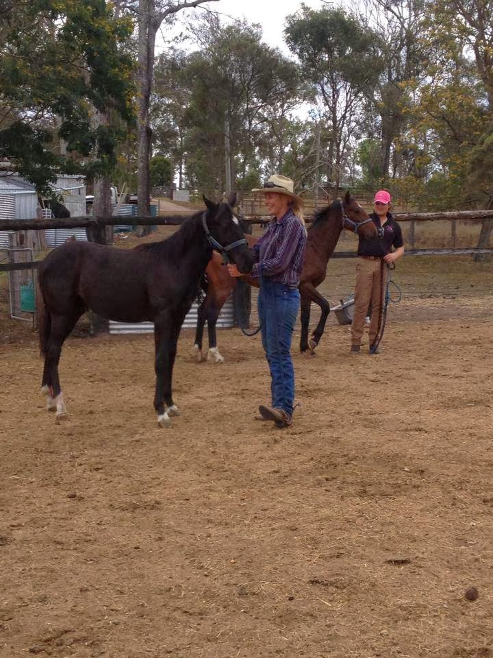 Save a Horse Australia Horse Rescue and Sanctuary