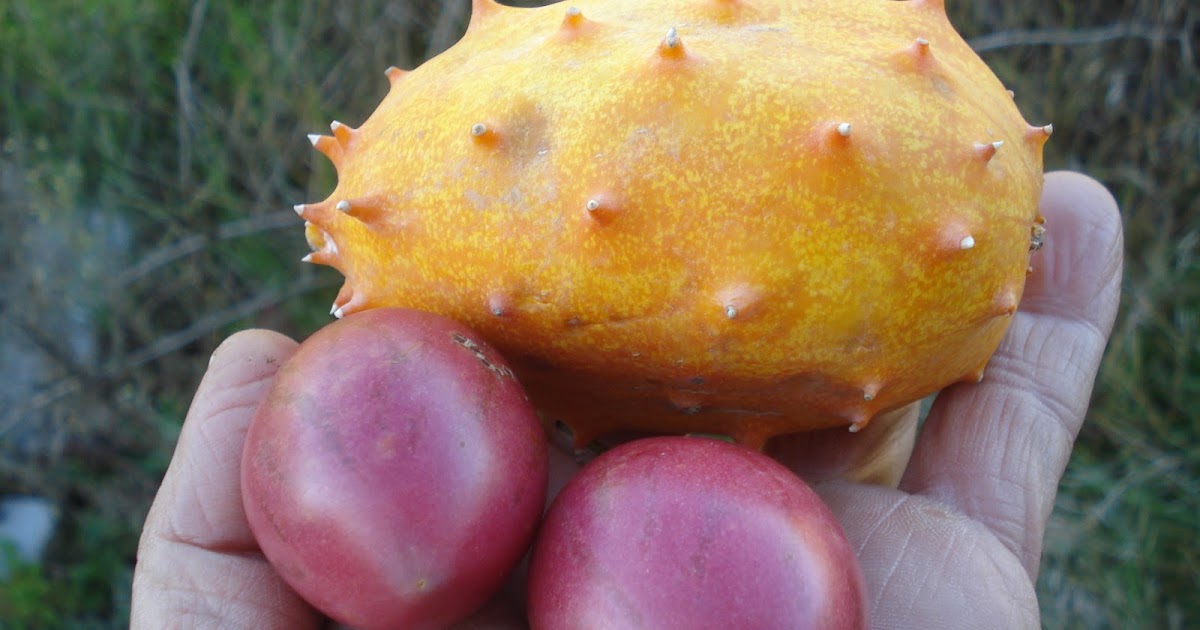 amicidellortodue: TAMARILLO