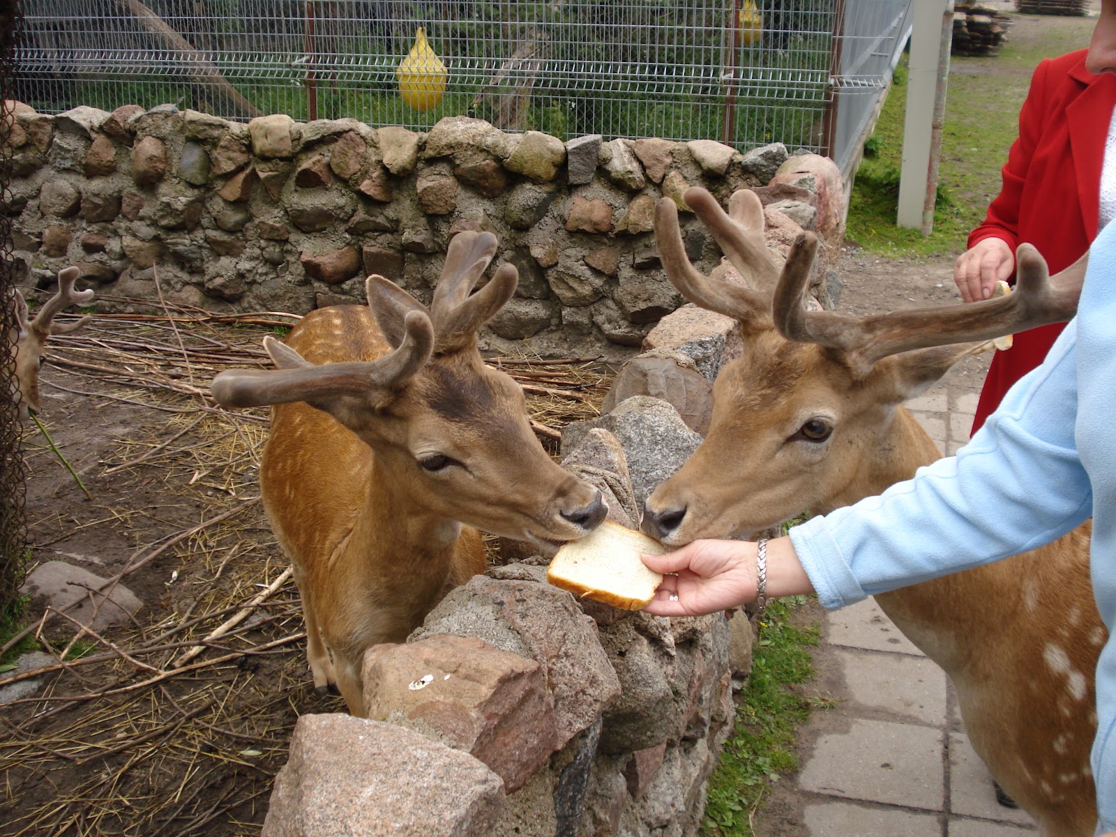 Diena pa dienai....: Mini Zoo.