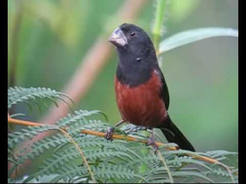 Passáros : Azulão, Curio e Tico-tico