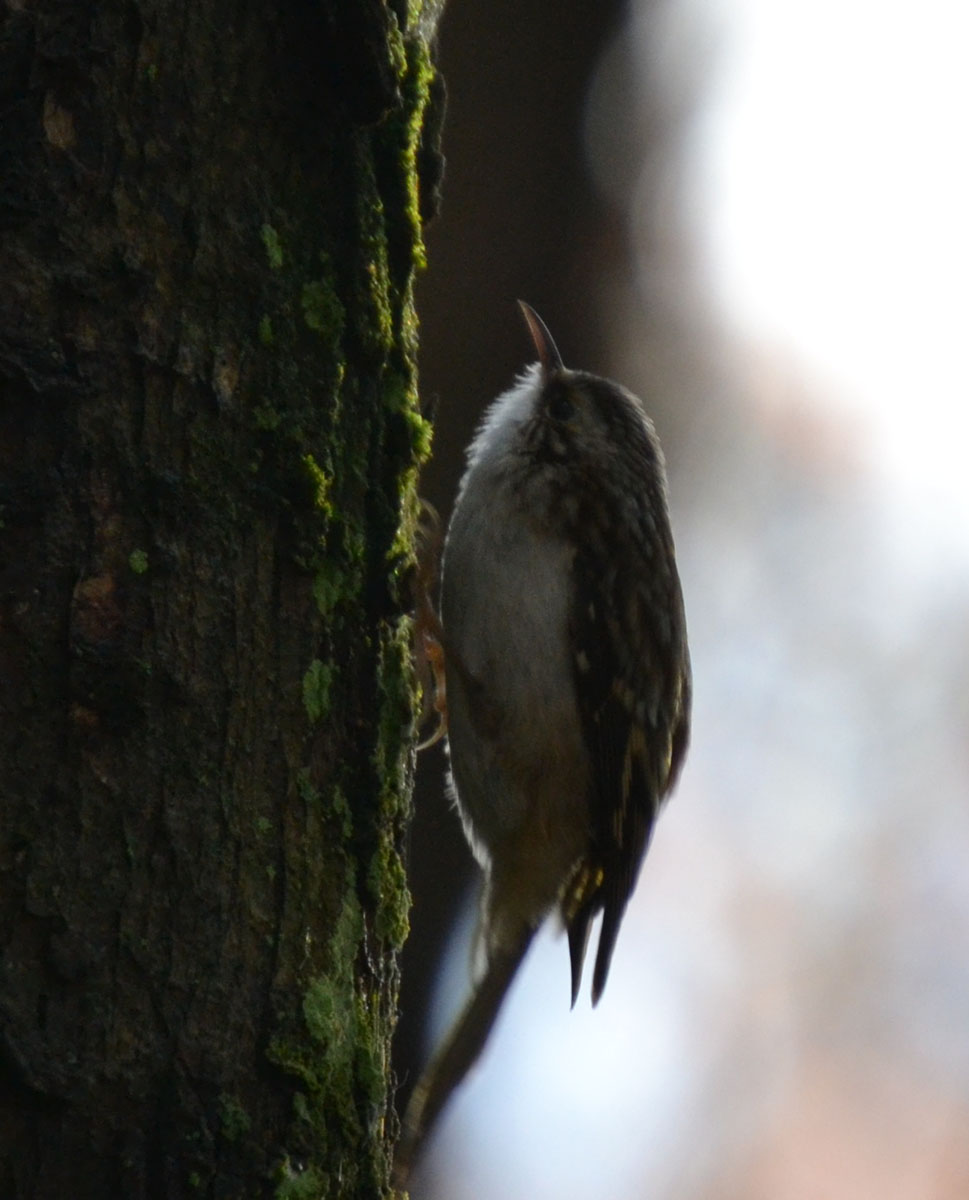 Woods Walks and Wildlife: Frosted Wanderings