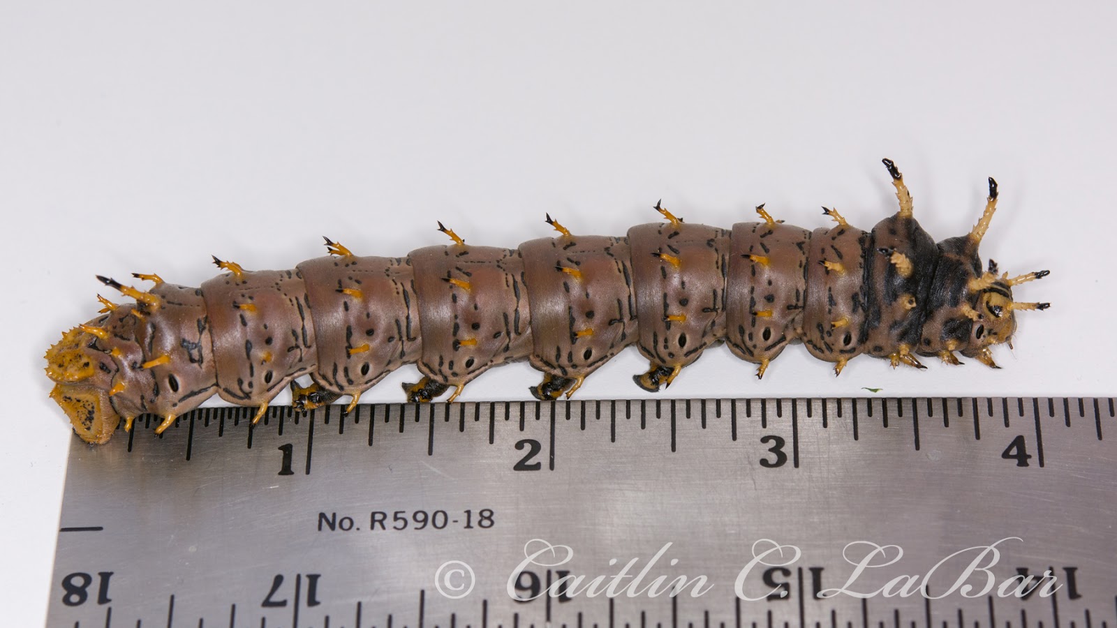Northwest Butterflies: Citheronia splendens...Splendid Royal Moth