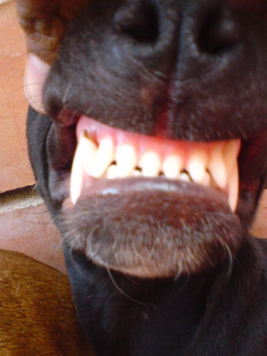 El TABANO: Los Colmillos del Perro Hortelano.