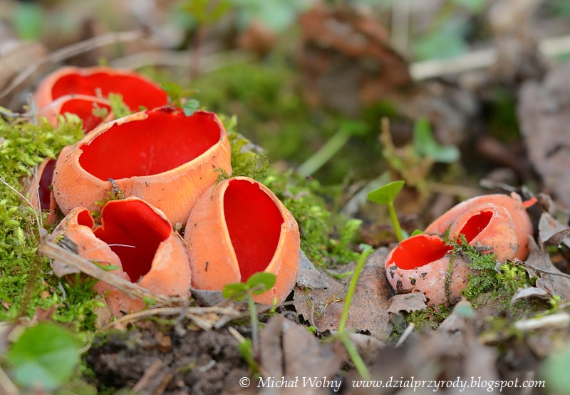 Z notatnika przyrodnika - muzealnika: Czerwone "miseczki" - owocniki ...